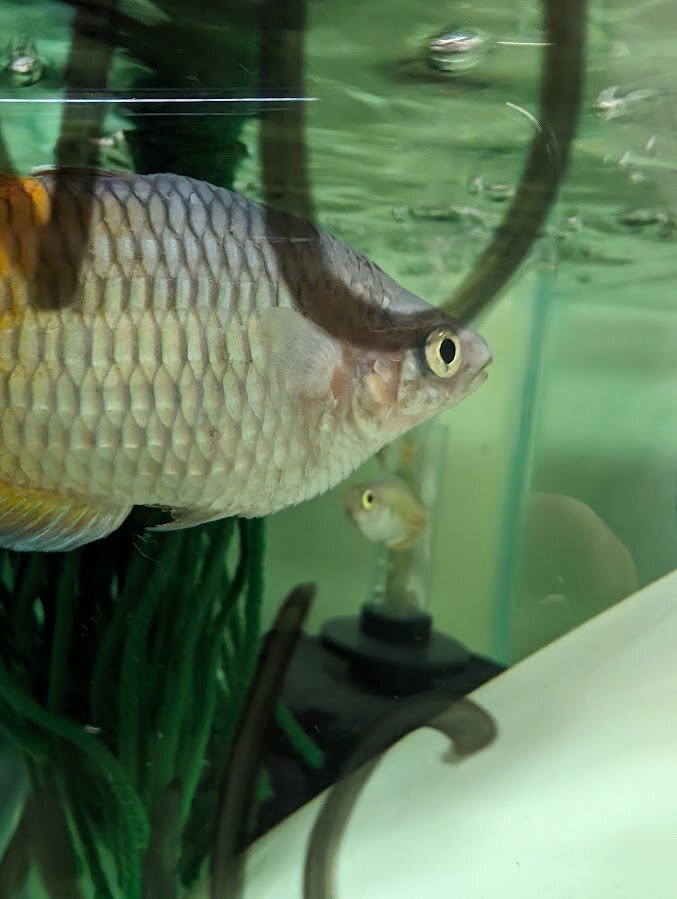 Trying to help this rainbow fish. - Diseases - Aquarium Co-Op Forum