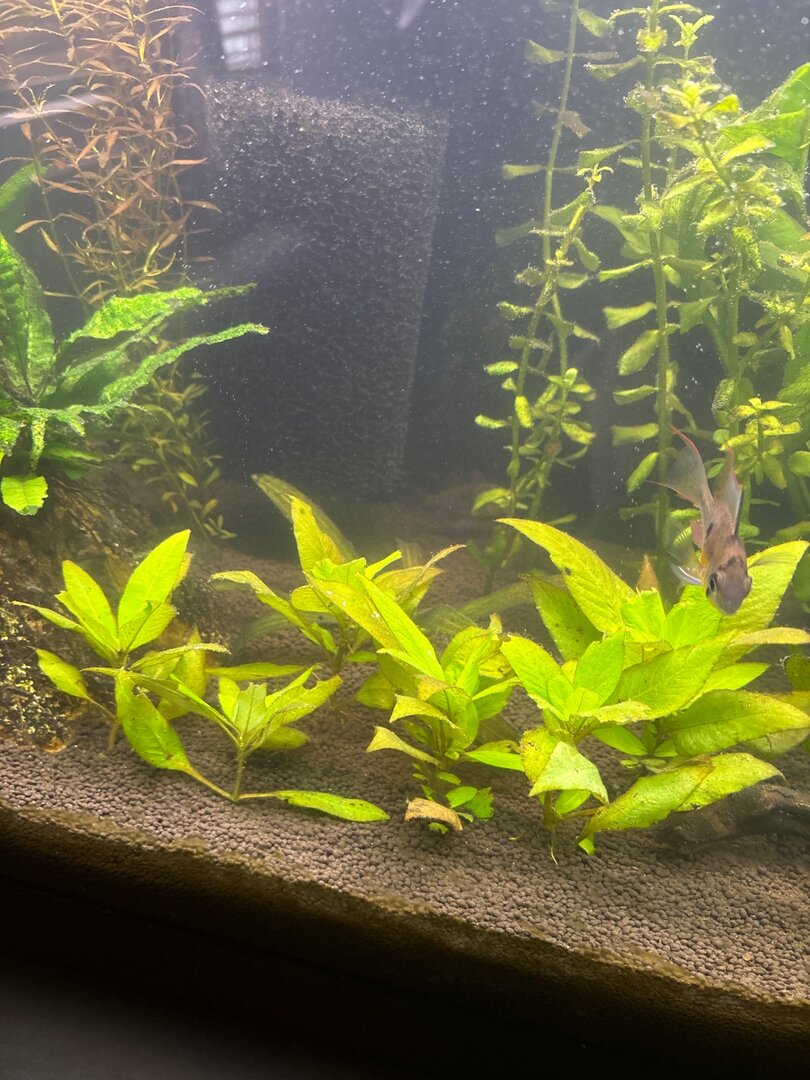 GH rising beyond expected - Page 2 - Plants, Algae, and Fertilizers ...