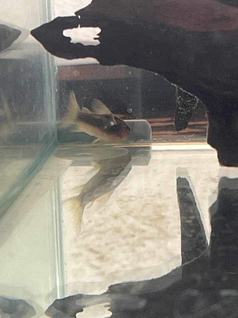 White fungus on corydora - Diseases - Aquarium Co-Op Forum