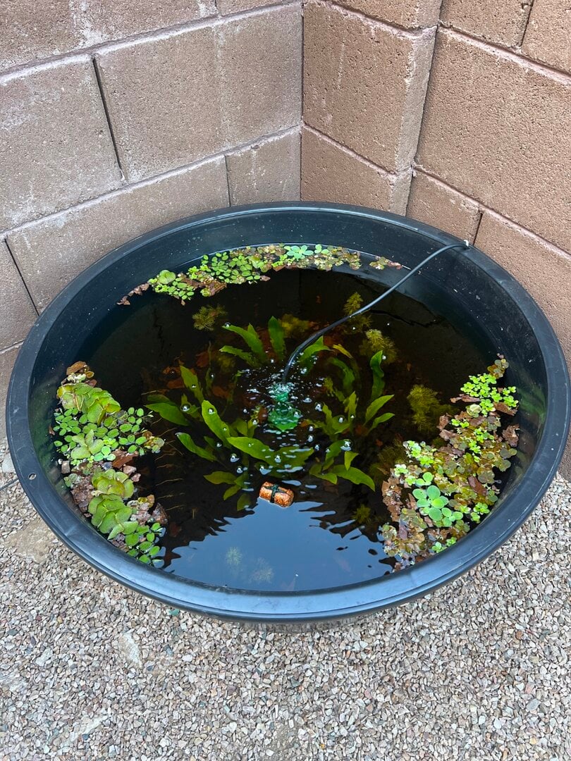 Honey Blue eye Pond - Photos, Videos & Journals - Aquarium Co-Op Forum