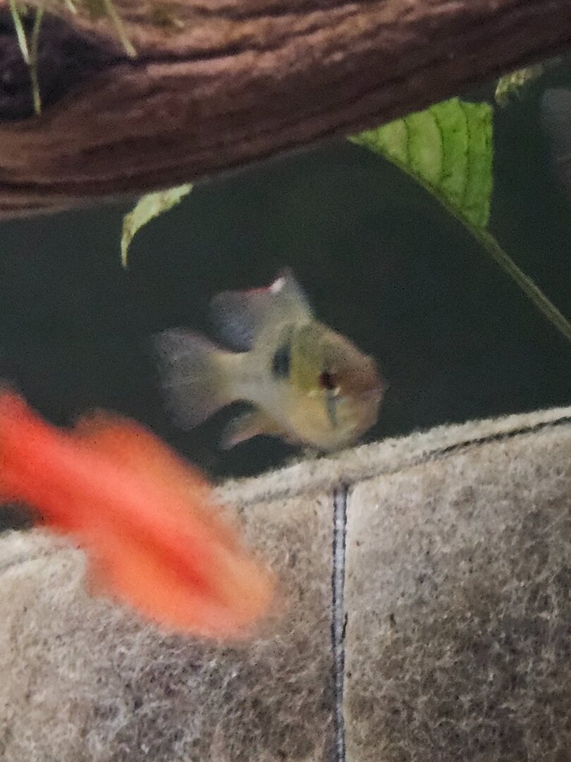 Is this ick on my blue rams? - Diseases - Aquarium Co-Op Forum