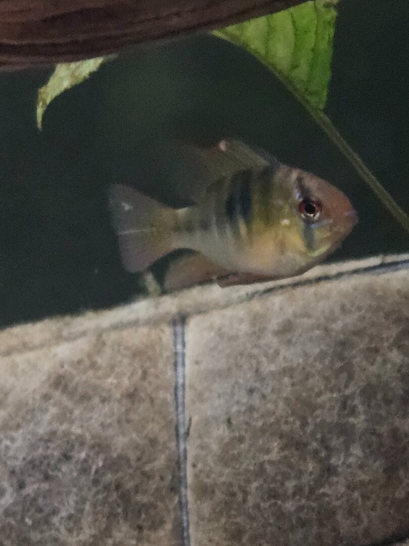 Is this ick on my blue rams? - Diseases - Aquarium Co-Op Forum