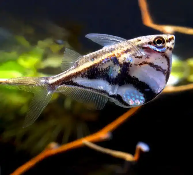 Marble Hatchetfish Season - General Chat - Aquarium Co-Op Forum