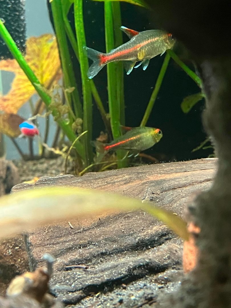 Glow Light Tetra turning white - Diseases - Aquarium Co-Op Forum
