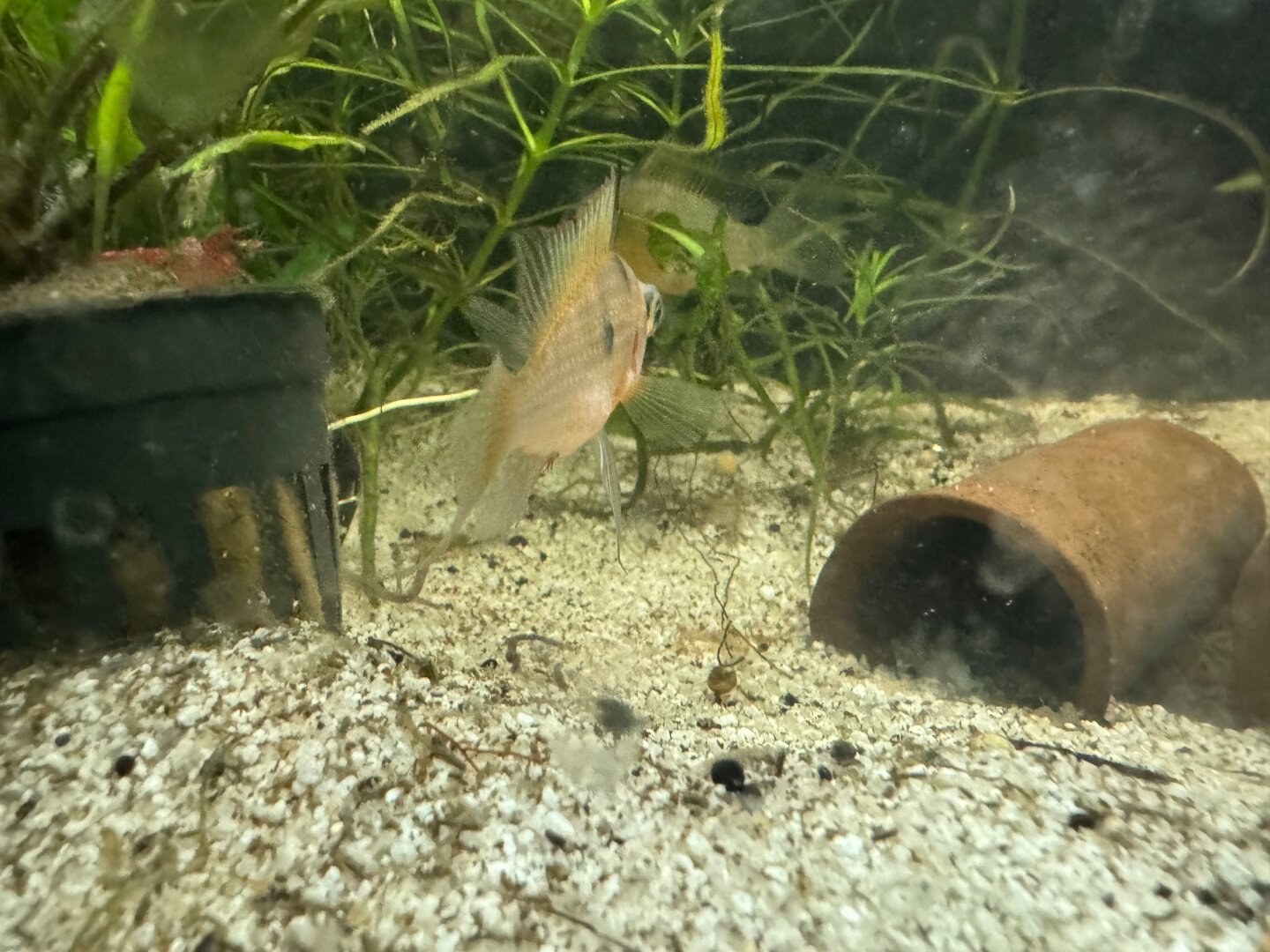 Lump on Bolivian Ram - Diseases - Aquarium Co-Op Forum