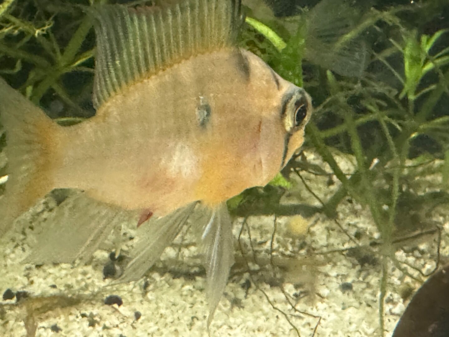 Lump on Bolivian Ram - Diseases - Aquarium Co-Op Forum