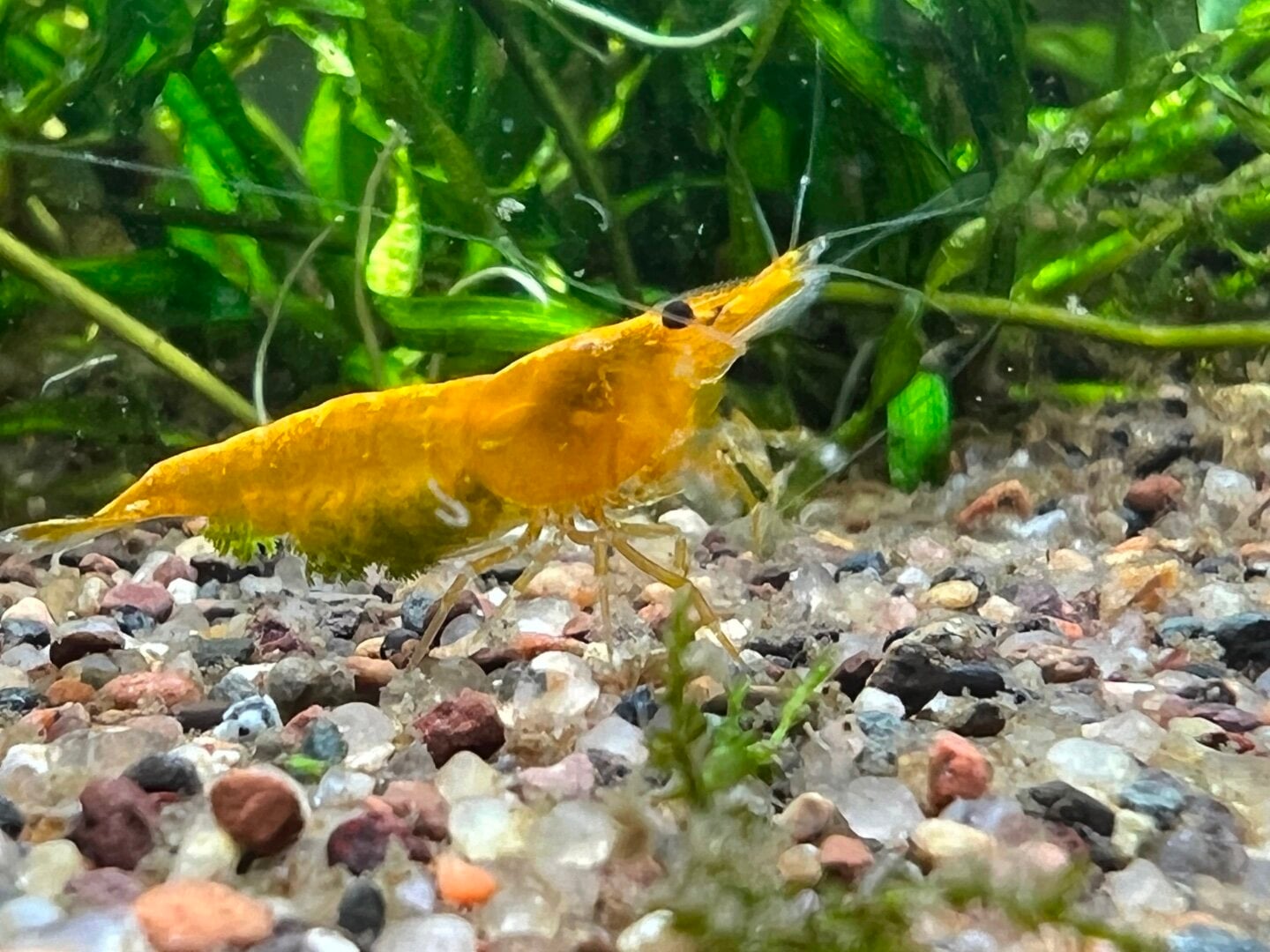 Neocaridina has green fungus and bloated guppy. - Diseases - Aquarium ...