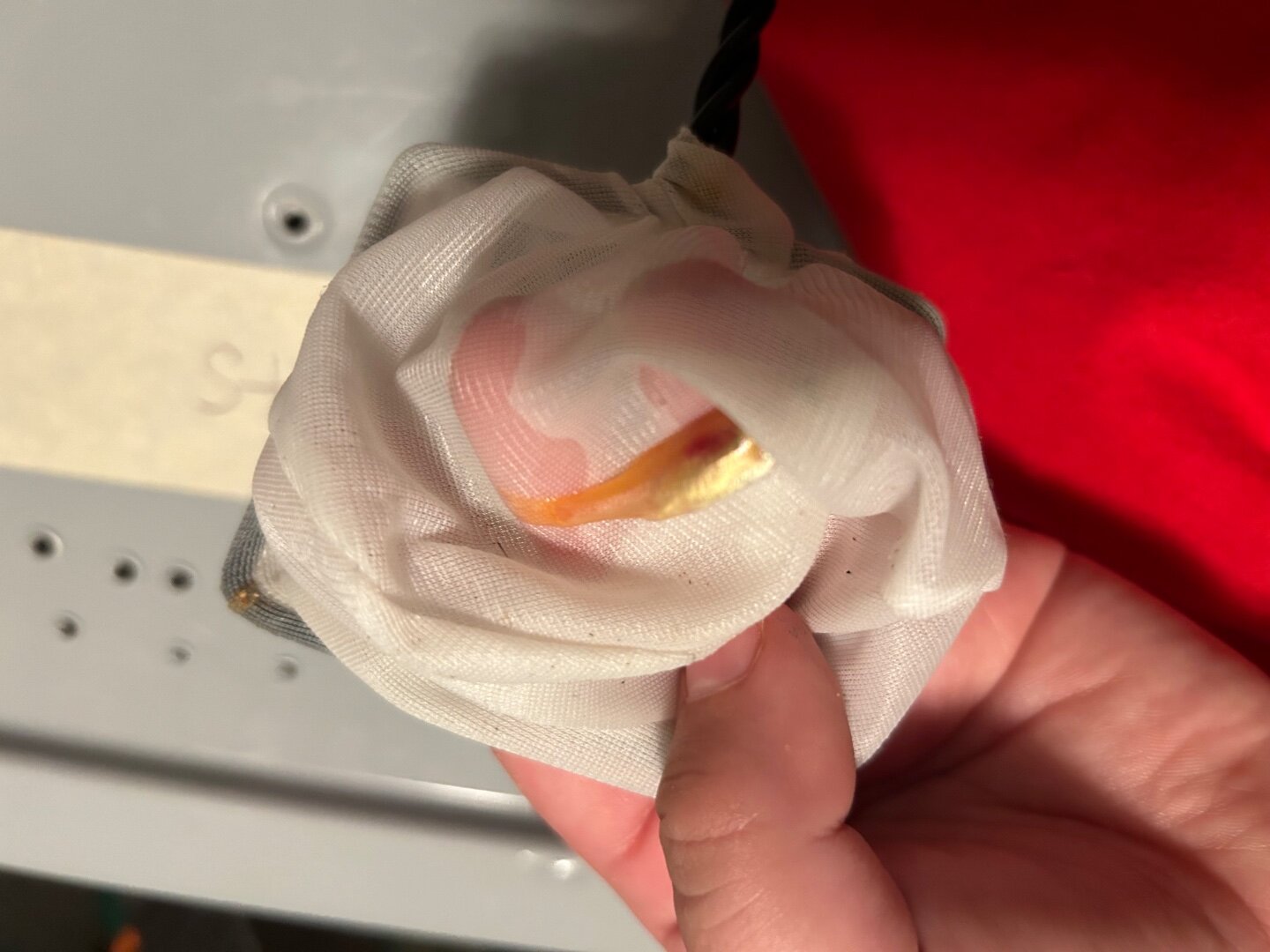(Pet) rosy red minnow has hemorrhage… is it what I think it is ...