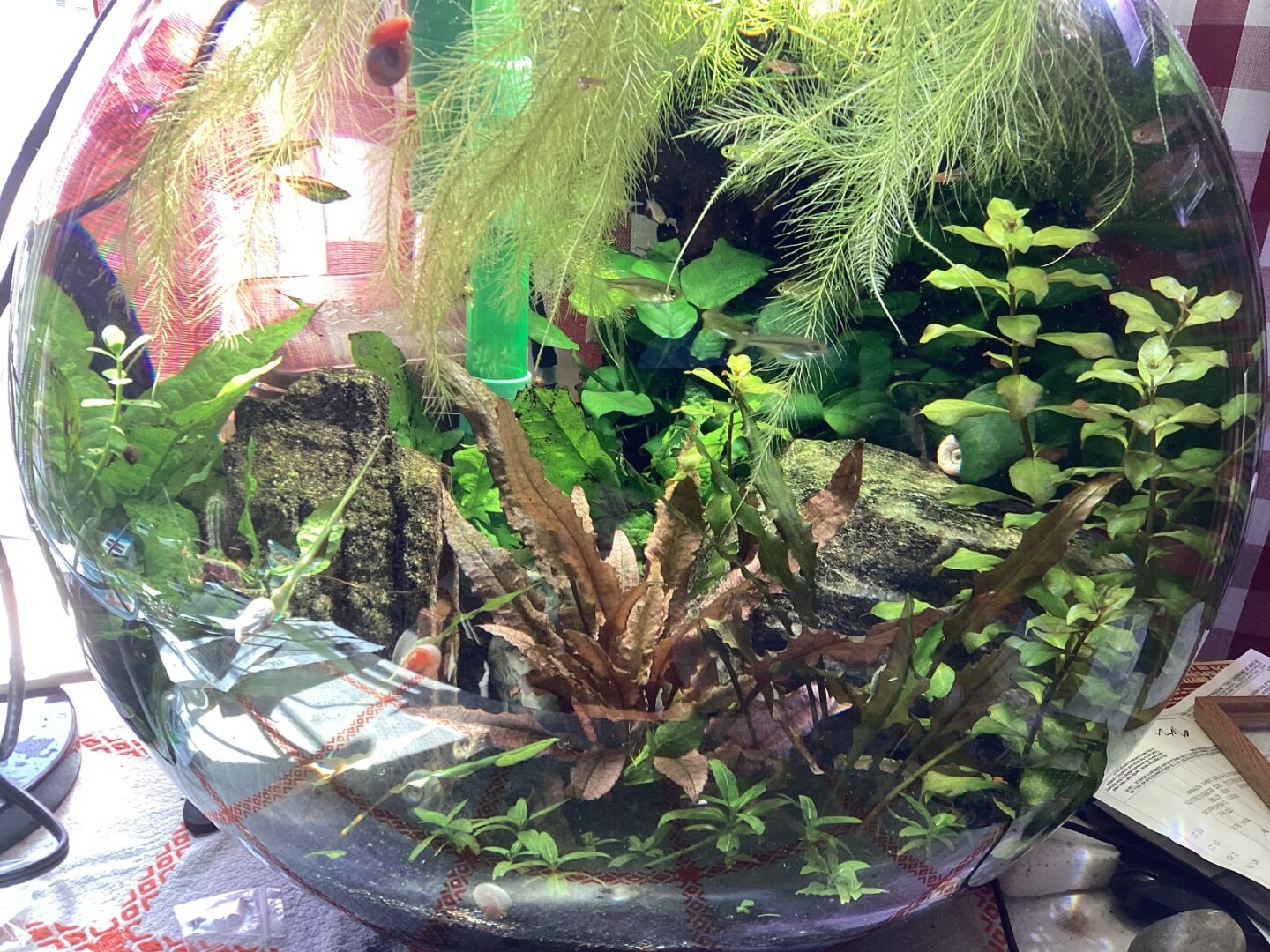 Atomic defuser - Plants, Algae, and Fertilizers - Aquarium Co-Op Forum
