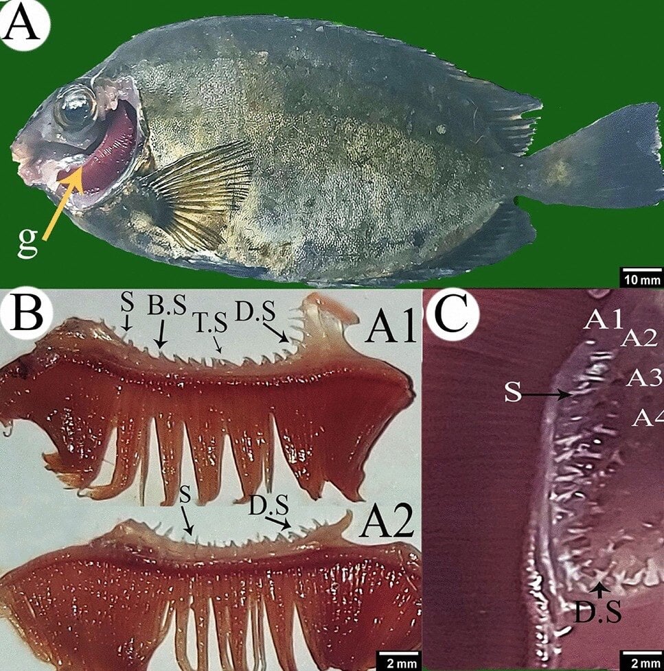 Discus Gills - General Chat - Aquarium Co-Op Forum