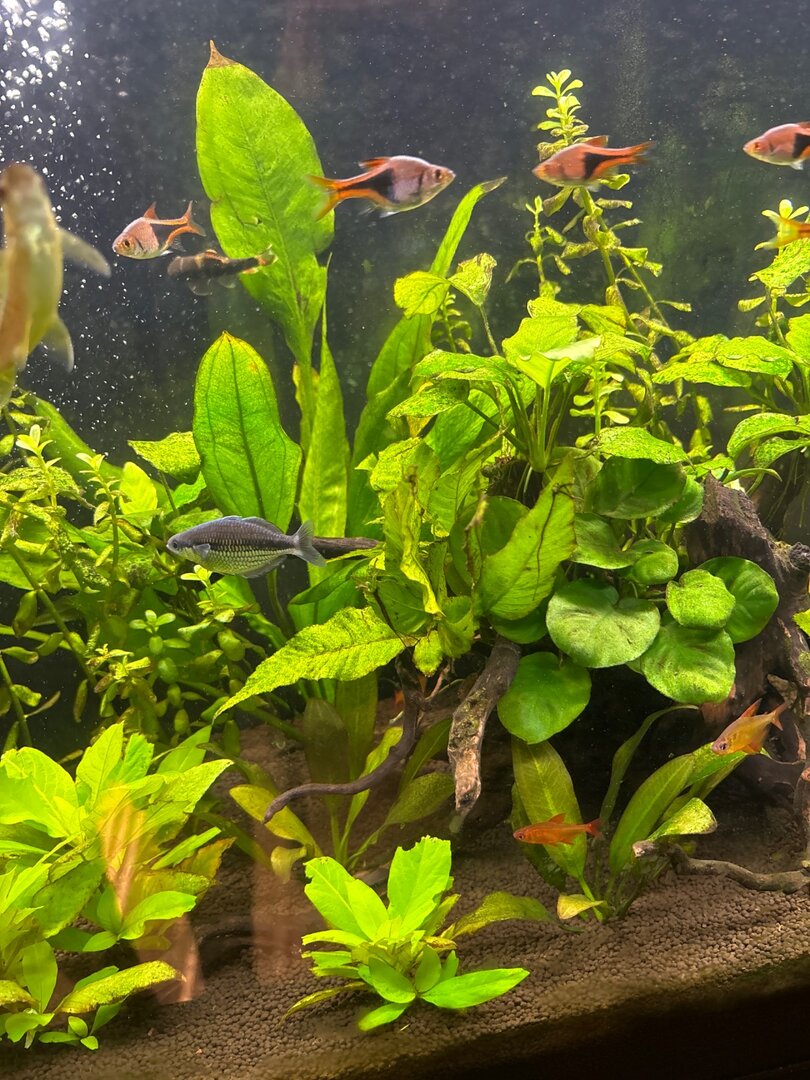 GH rising beyond expected - Plants, Algae, and Fertilizers - Aquarium ...