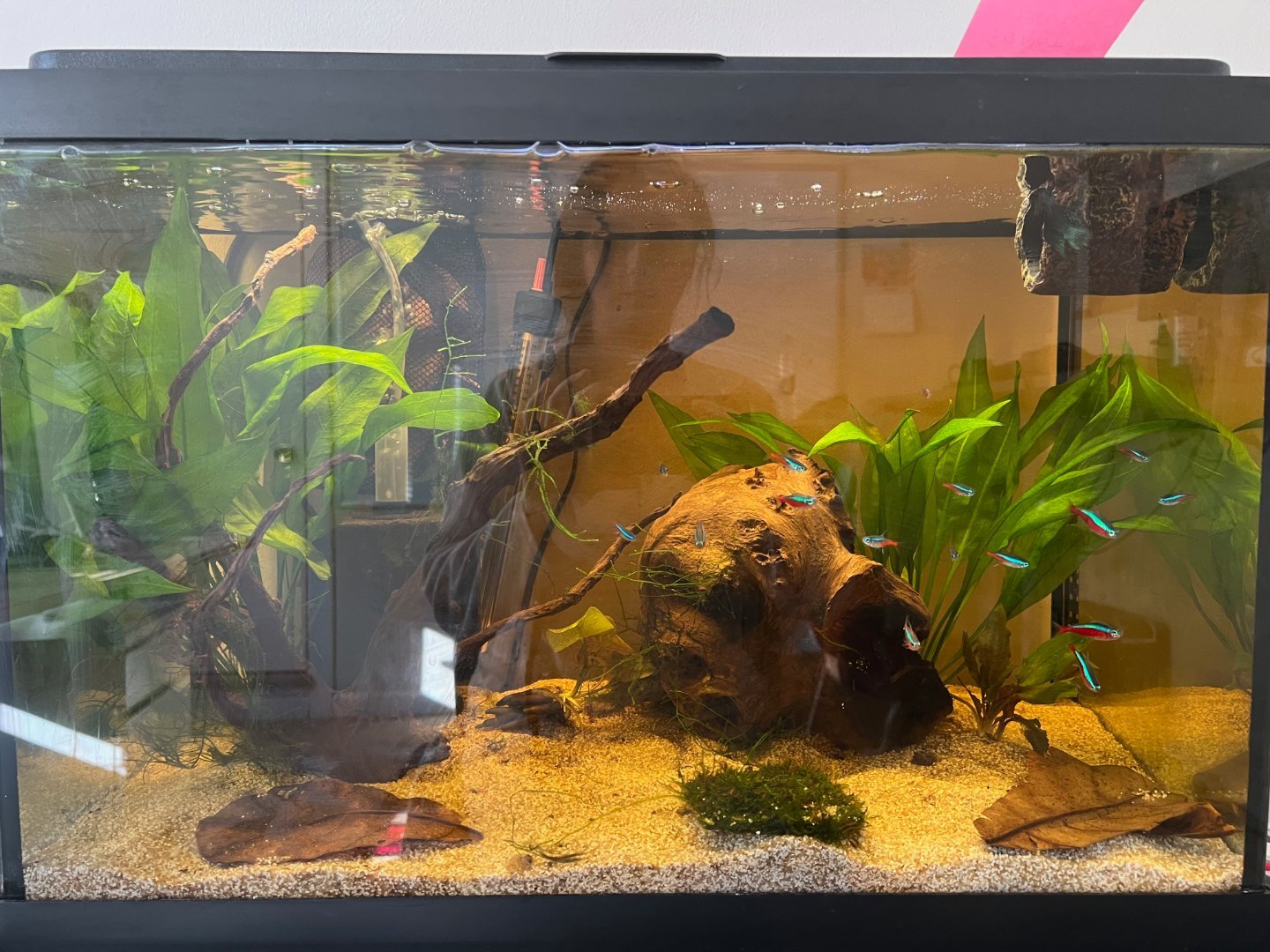 amino's 20g tank story - Photos, Videos & Journals - Aquarium Co-Op Forum
