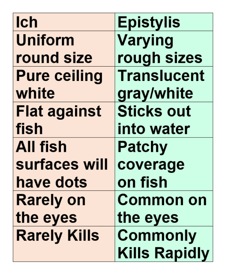 Golden ram disease - Diseases - Aquarium Co-Op Forum