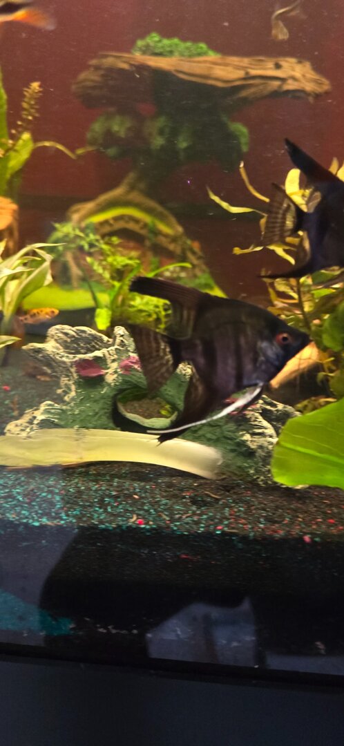 Angel fish - Diseases - Aquarium Co-Op Forum