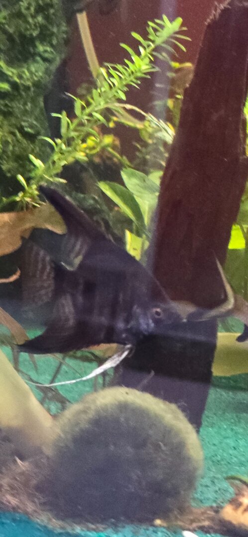 Angel fish - Diseases - Aquarium Co-Op Forum