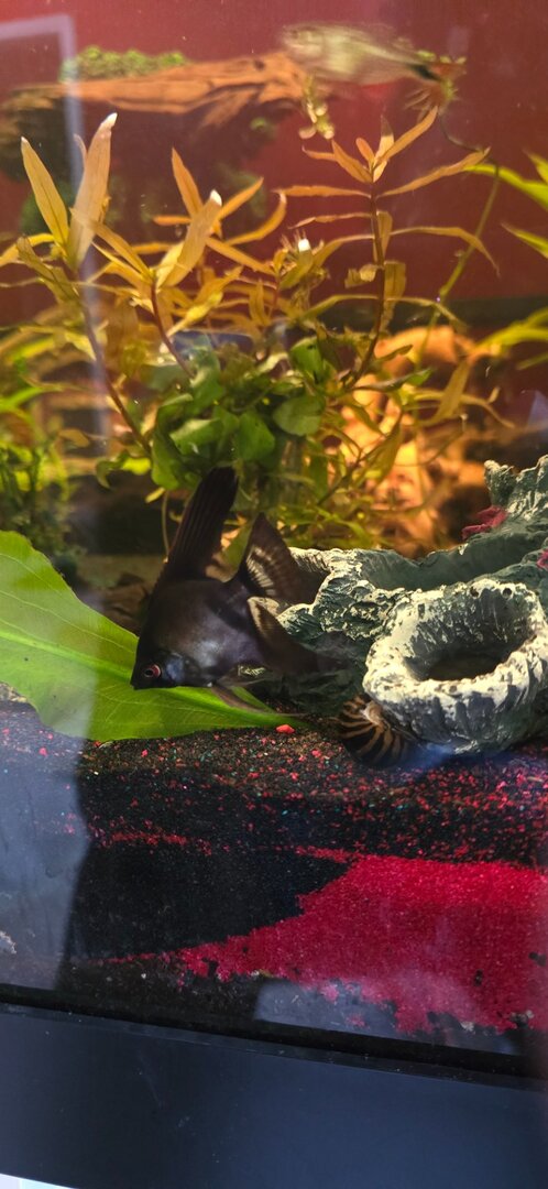 Angel fish - Diseases - Aquarium Co-Op Forum