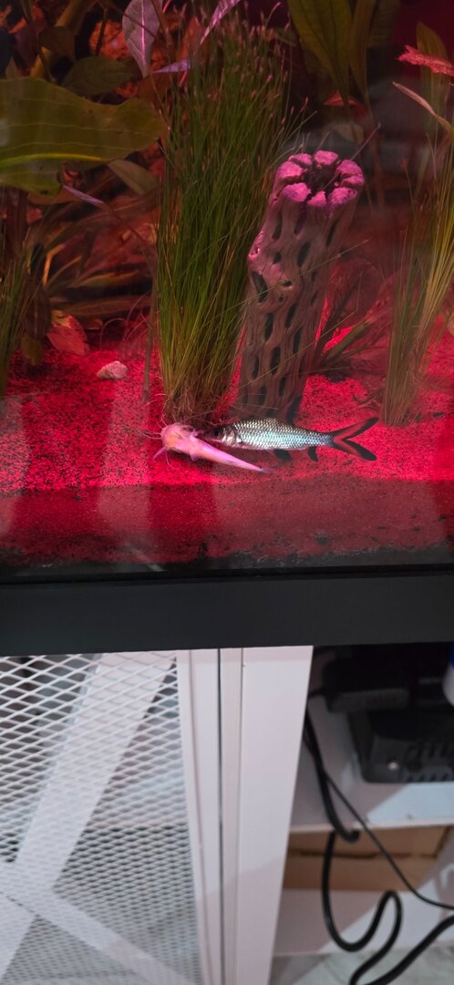 Warning dead fish - General Chat - Aquarium Co-Op Forum