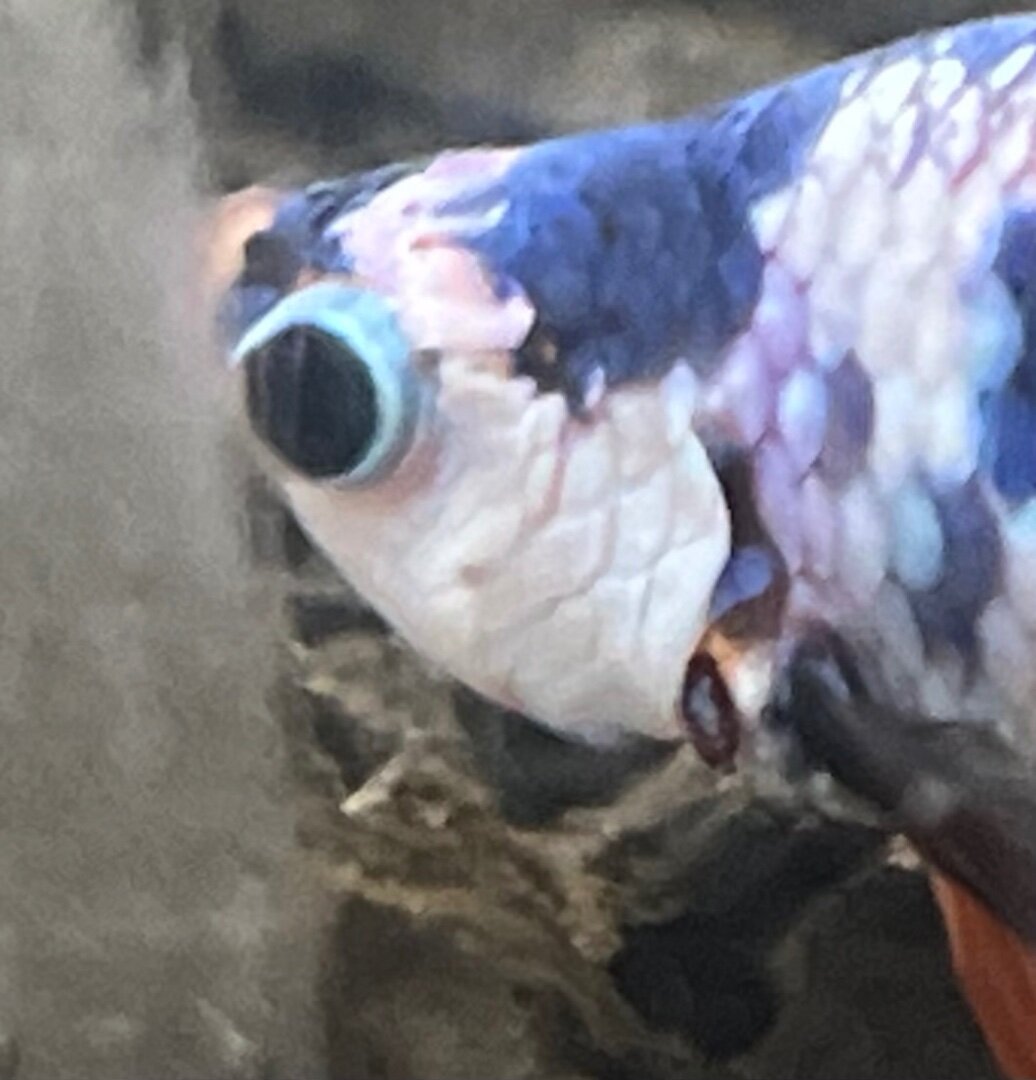 Something in fish gills - Diseases - Aquarium Co-Op Forum