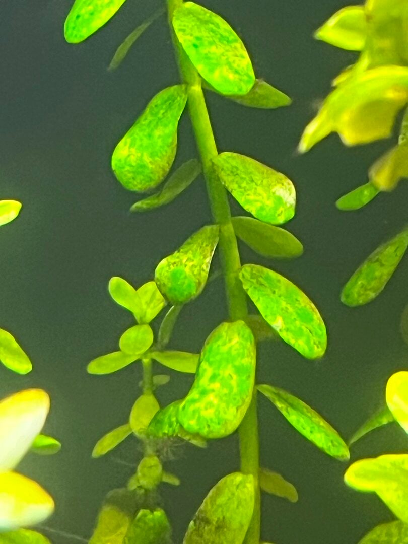 Fix My Gross-Looking Plants? - Plants, Algae, and Fertilizers ...