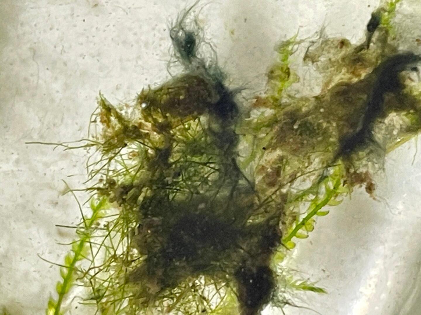 Is this Java Moss or Algae - Plants, Algae, and Fertilizers - Aquarium ...