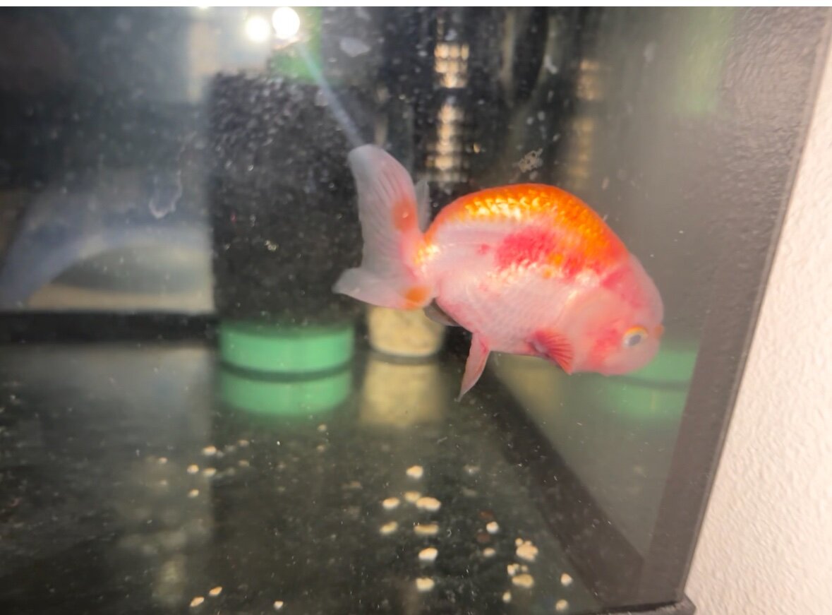 Need help cure red spot on my goldfish - General Chat - Aquarium Co-Op ...