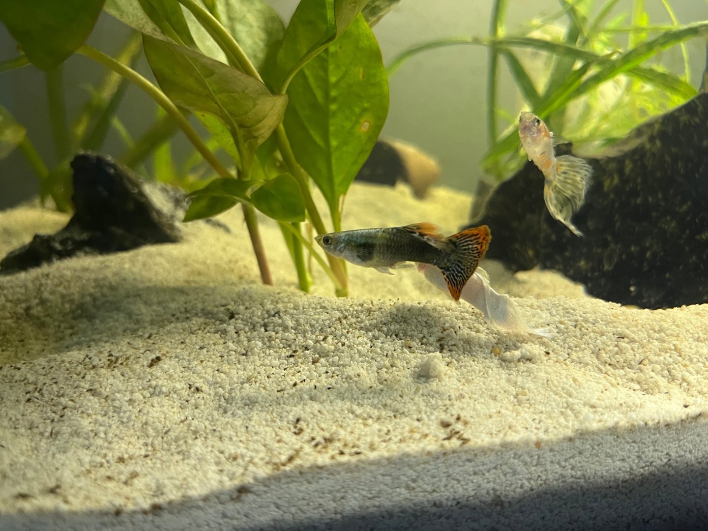 Andarina - Aquarium Co-Op Forum