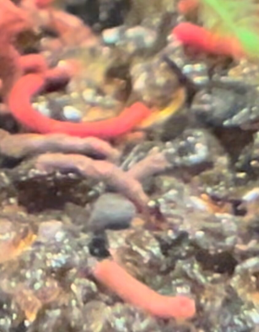 Camallanus Worms - copepods - Diseases - Aquarium Co-Op Forum