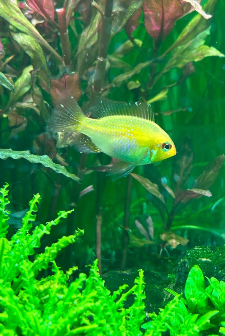 Golden ram disease - Diseases - Aquarium Co-Op Forum