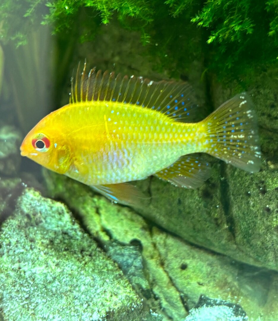 Golden ram disease - Diseases - Aquarium Co-Op Forum