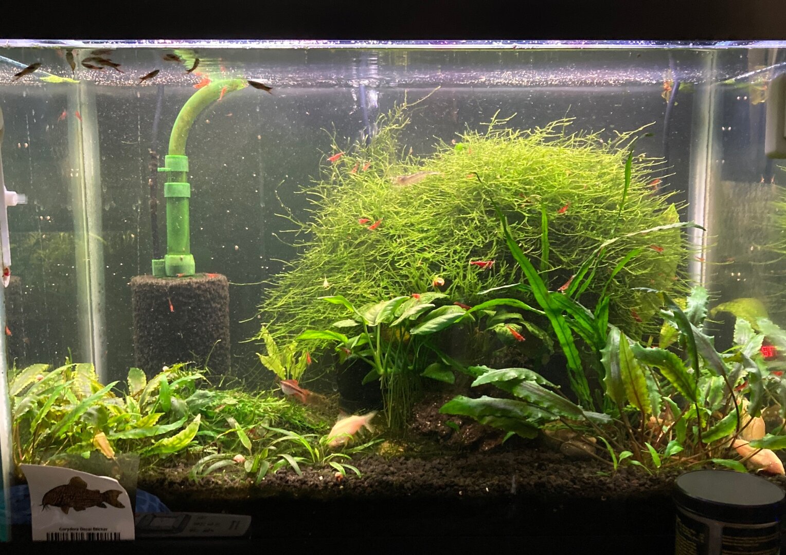 20 gallon high community tank - Page 4 - Photos, Videos & Journals ...