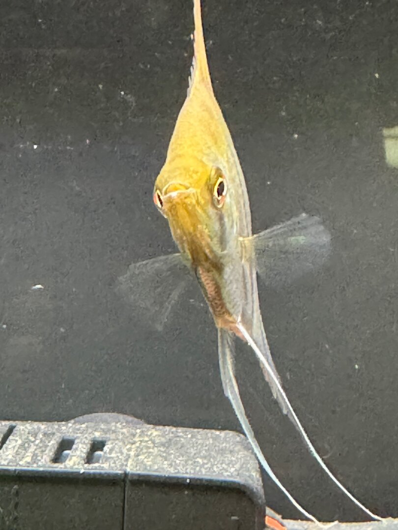 1st Angel Fish - Spec on Mouth - Diseases - Aquarium Co-Op Forum