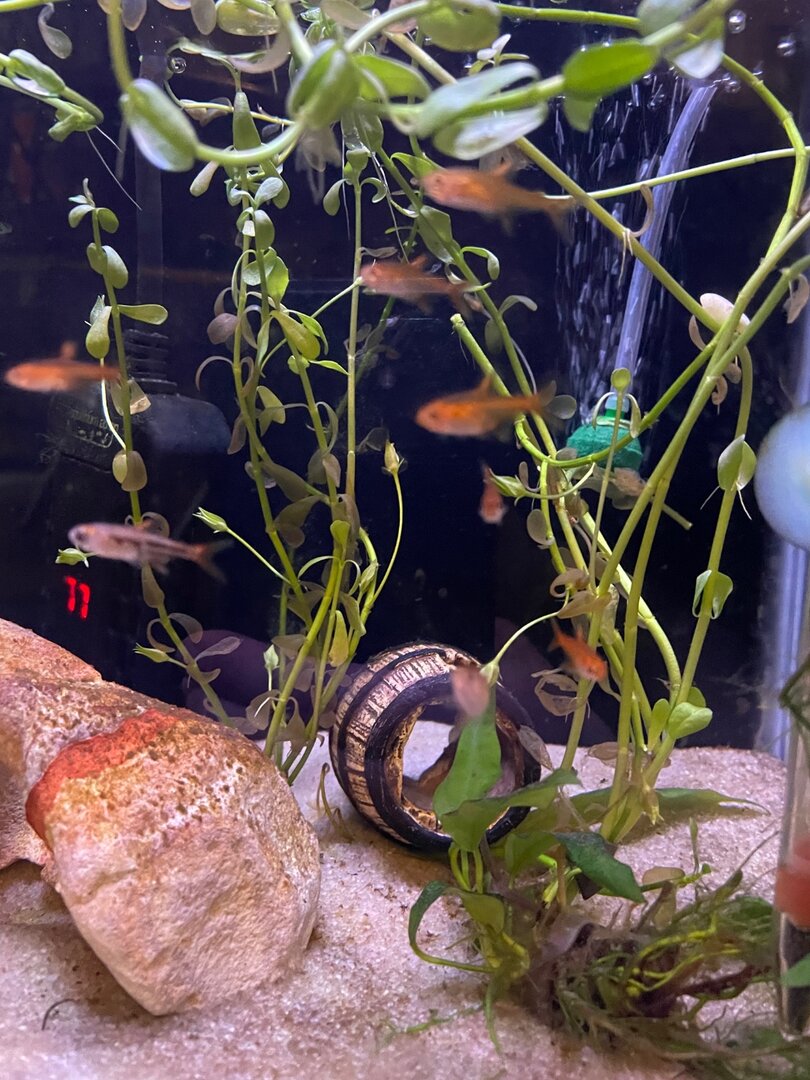 Mystery illness - Diseases - Aquarium Co-Op Forum
