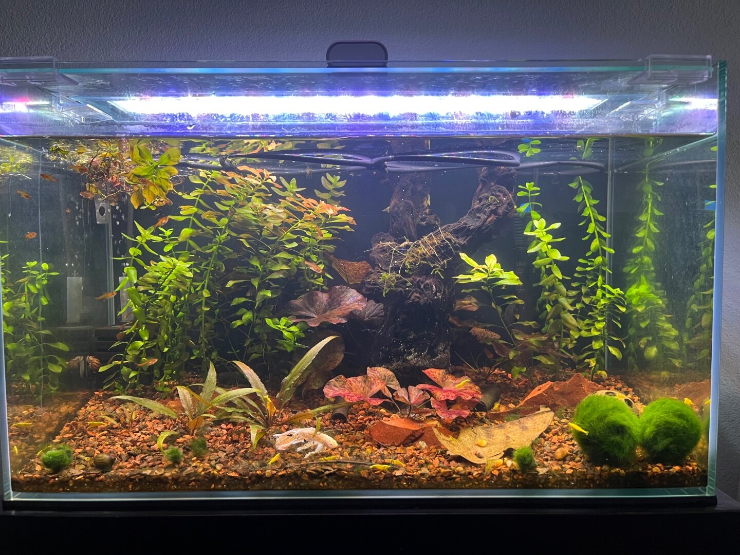 Fix My Gross-Looking Plants? - Plants, Algae, and Fertilizers ...