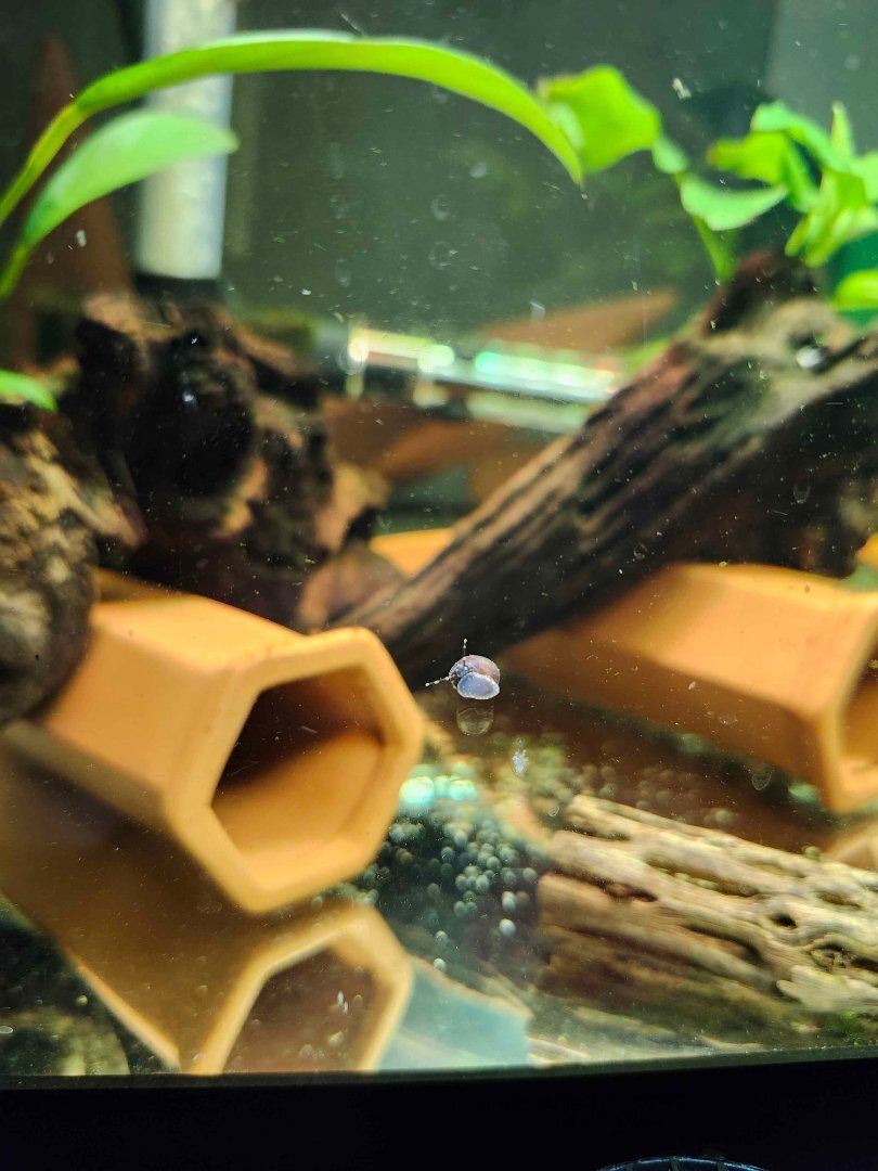 My first blueberry snail baby! - Fish Breeding - Aquarium Co-Op Forum