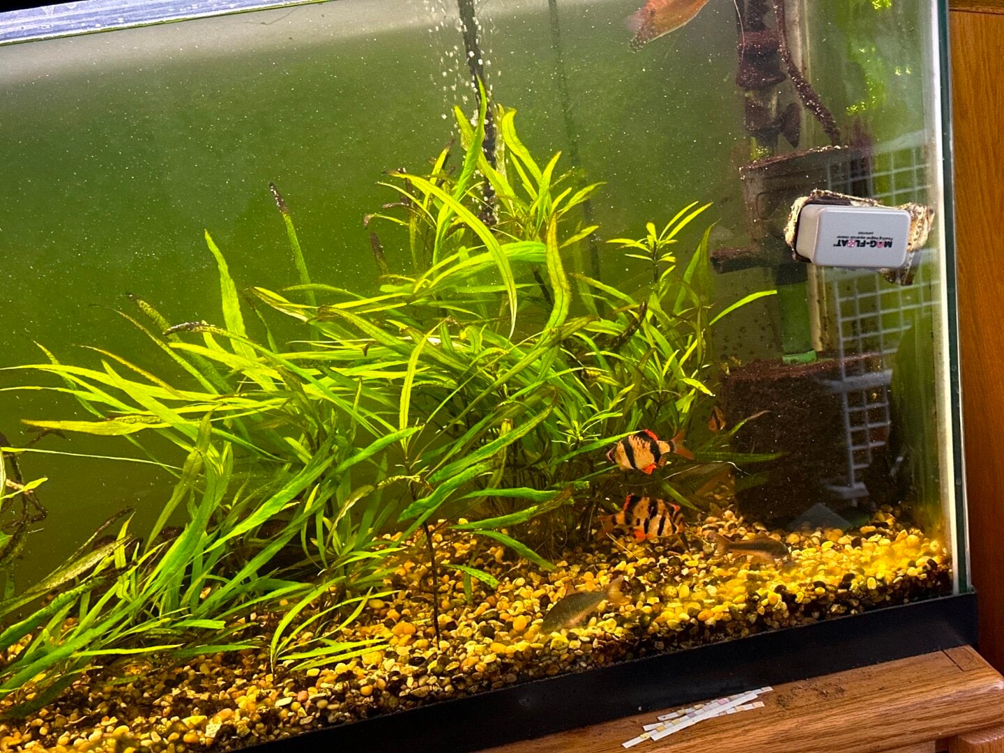 Fluval 3.0 planted lighting specs and schedule - Plants, Algae, and ...