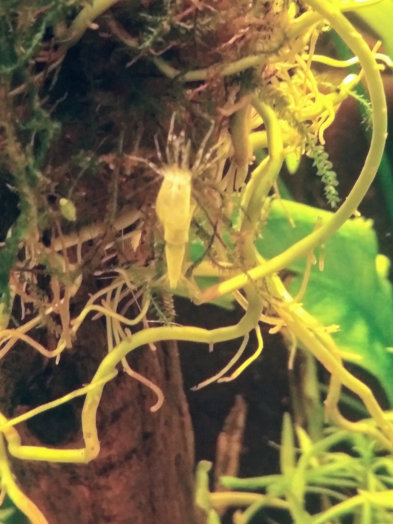 Are my Neocaridina Shrimp dead or moulting? - Photos, Videos & Journals ...