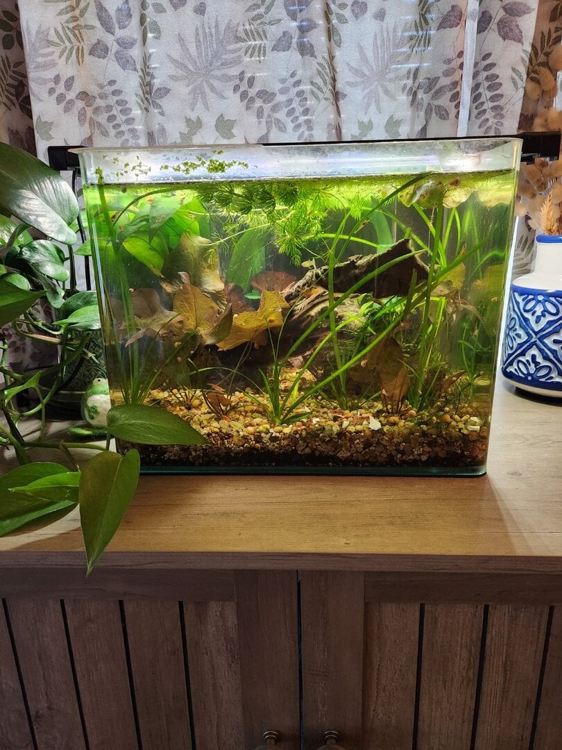 Lighting choice for Planted Tanks - General Chat - Aquarium Co-Op Forum
