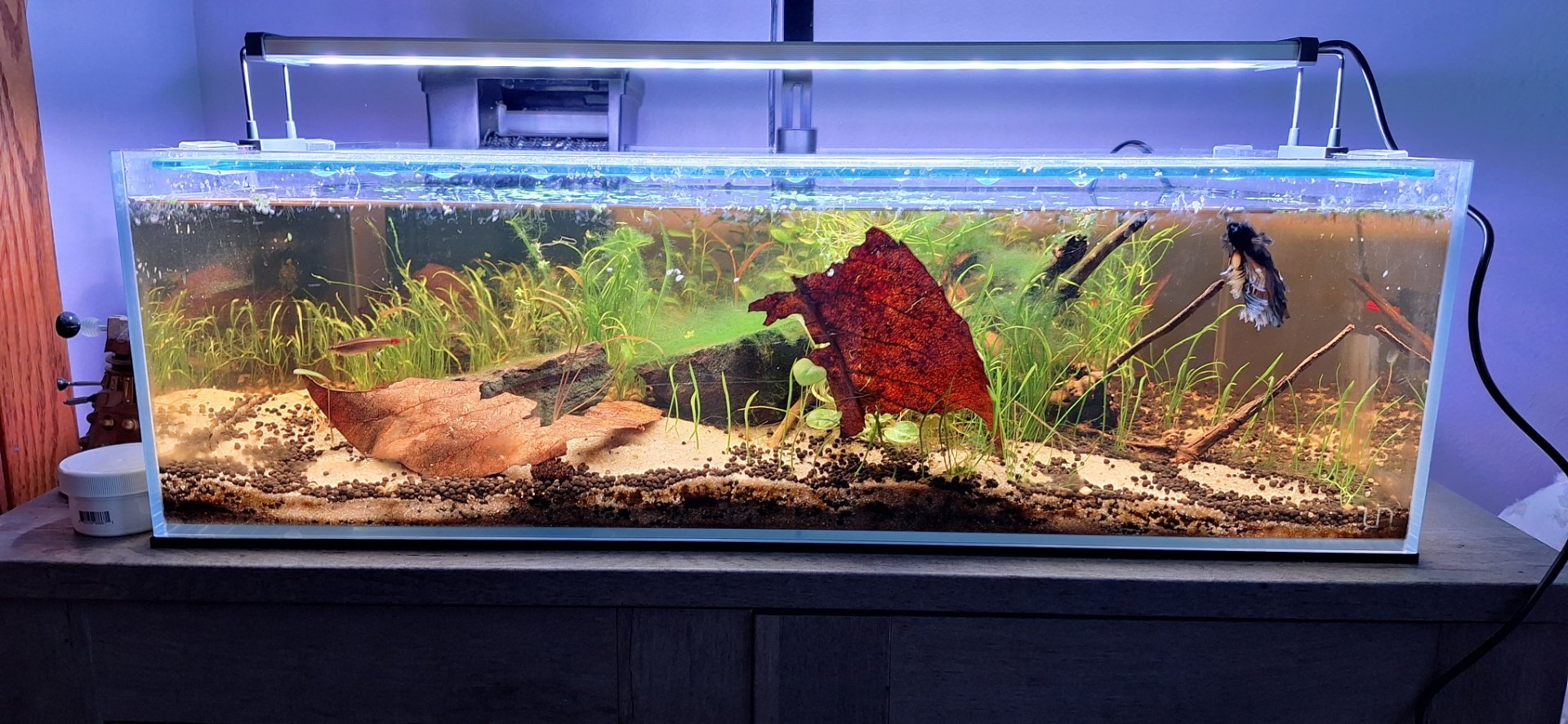 Lighting choice for Planted Tanks - General Chat - Aquarium Co-Op Forum
