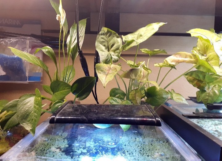 Peace lilly and arrowhead plants in tanks - Plants, Algae, and ...