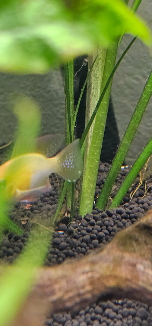 White spots on gold rams - Diseases - Aquarium Co-Op Forum