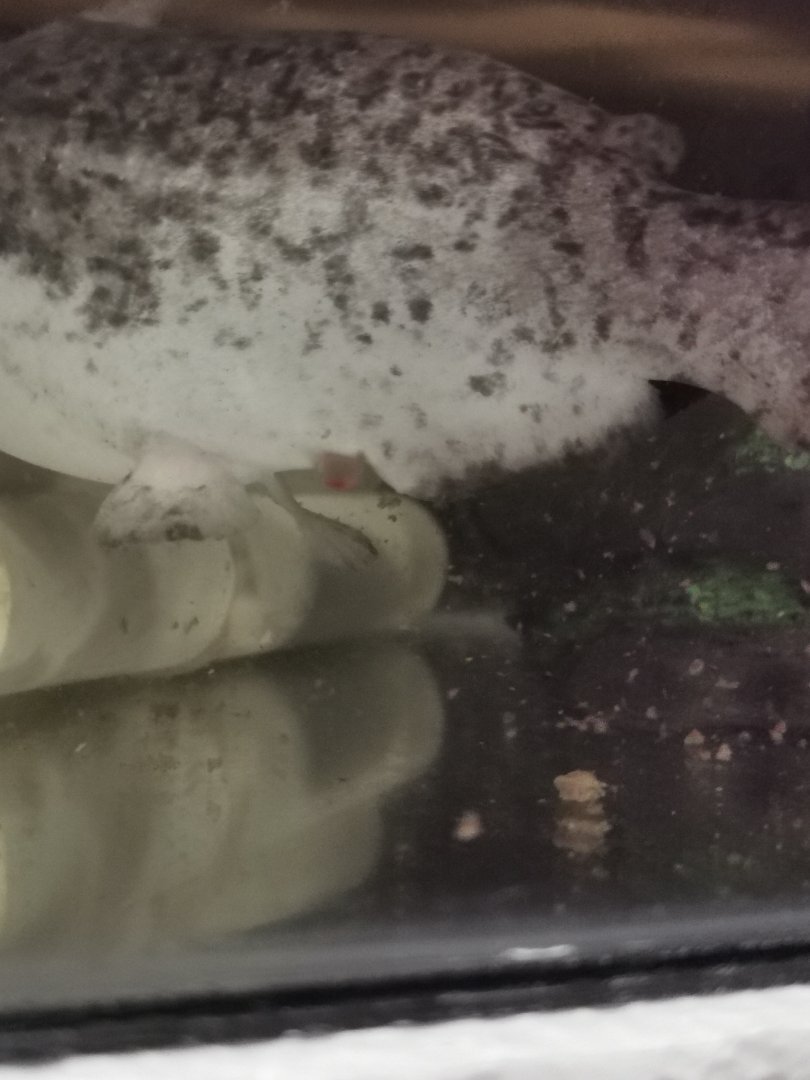 Help there's a sac coming out from my fish anus - Diseases - Aquarium ...