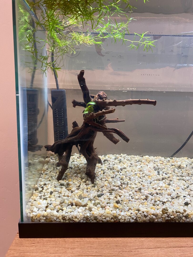 Scaping tall tank with small hardscape - General Chat - Aquarium Co-Op ...