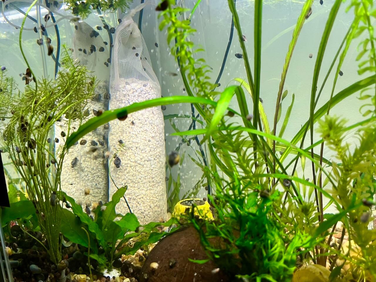 KH Going rapidly to 0 in 20 Gallon with baby endlers, baby mystery ...