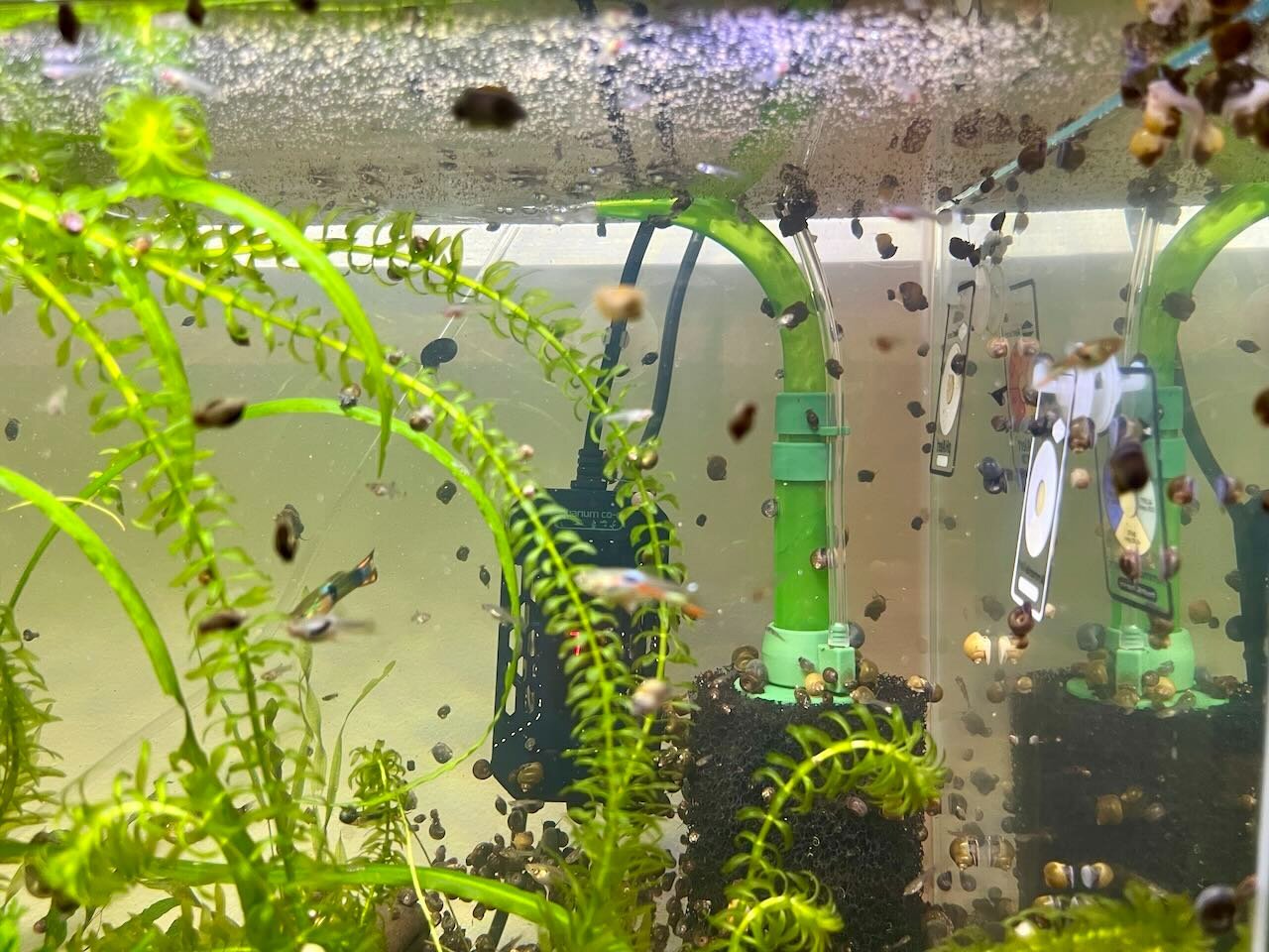KH Going rapidly to 0 in 20 Gallon with baby endlers, baby mystery ...