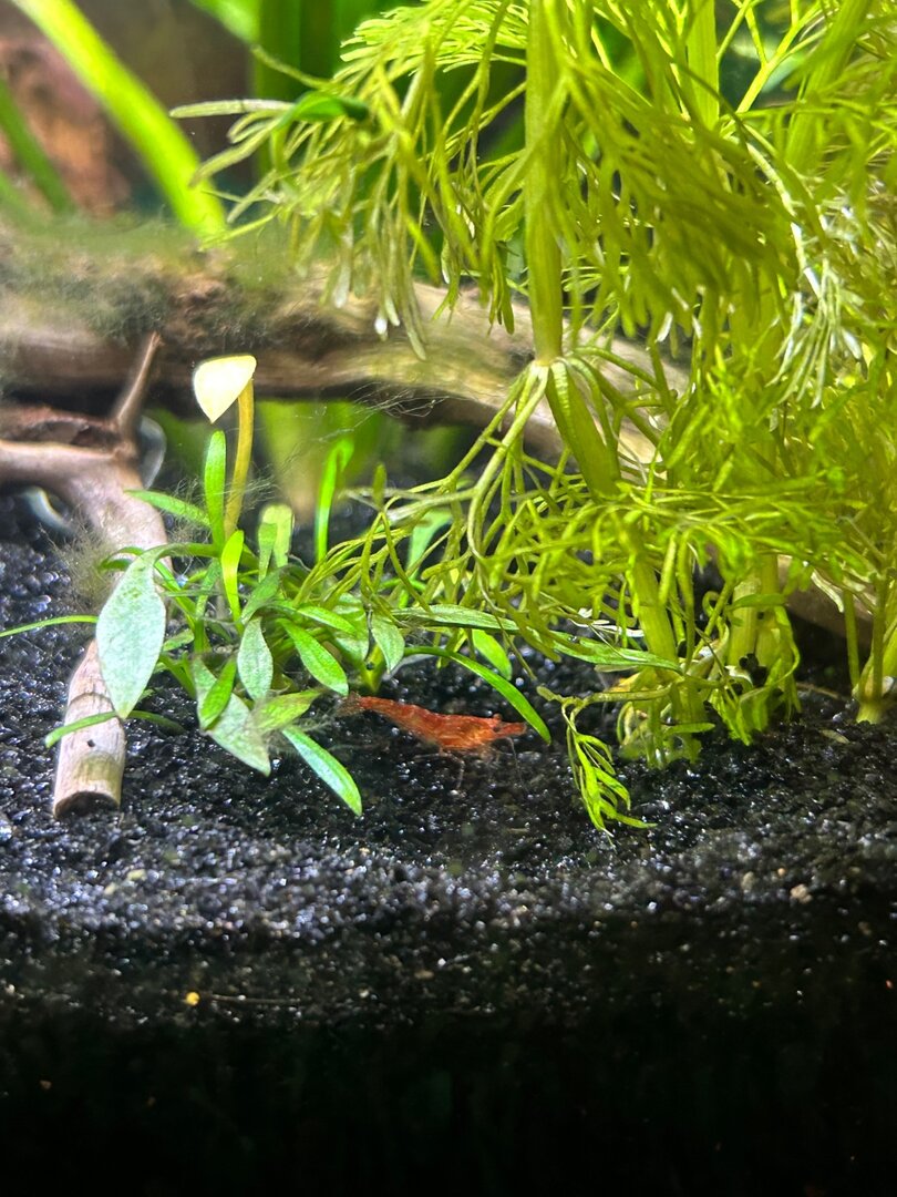 Are my Neocaridina Shrimp dead or moulting? - Photos, Videos & Journals ...