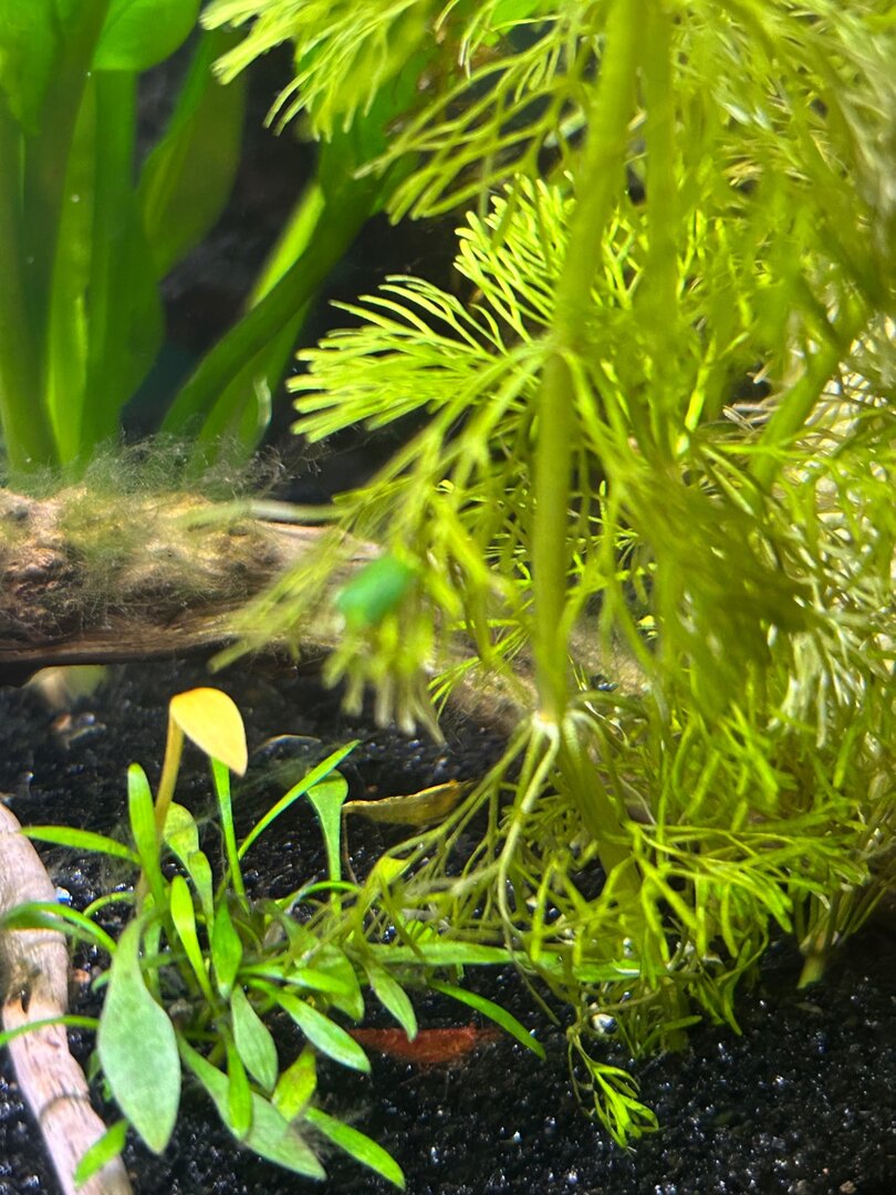 Are my Neocaridina Shrimp dead or moulting? - Photos, Videos & Journals ...