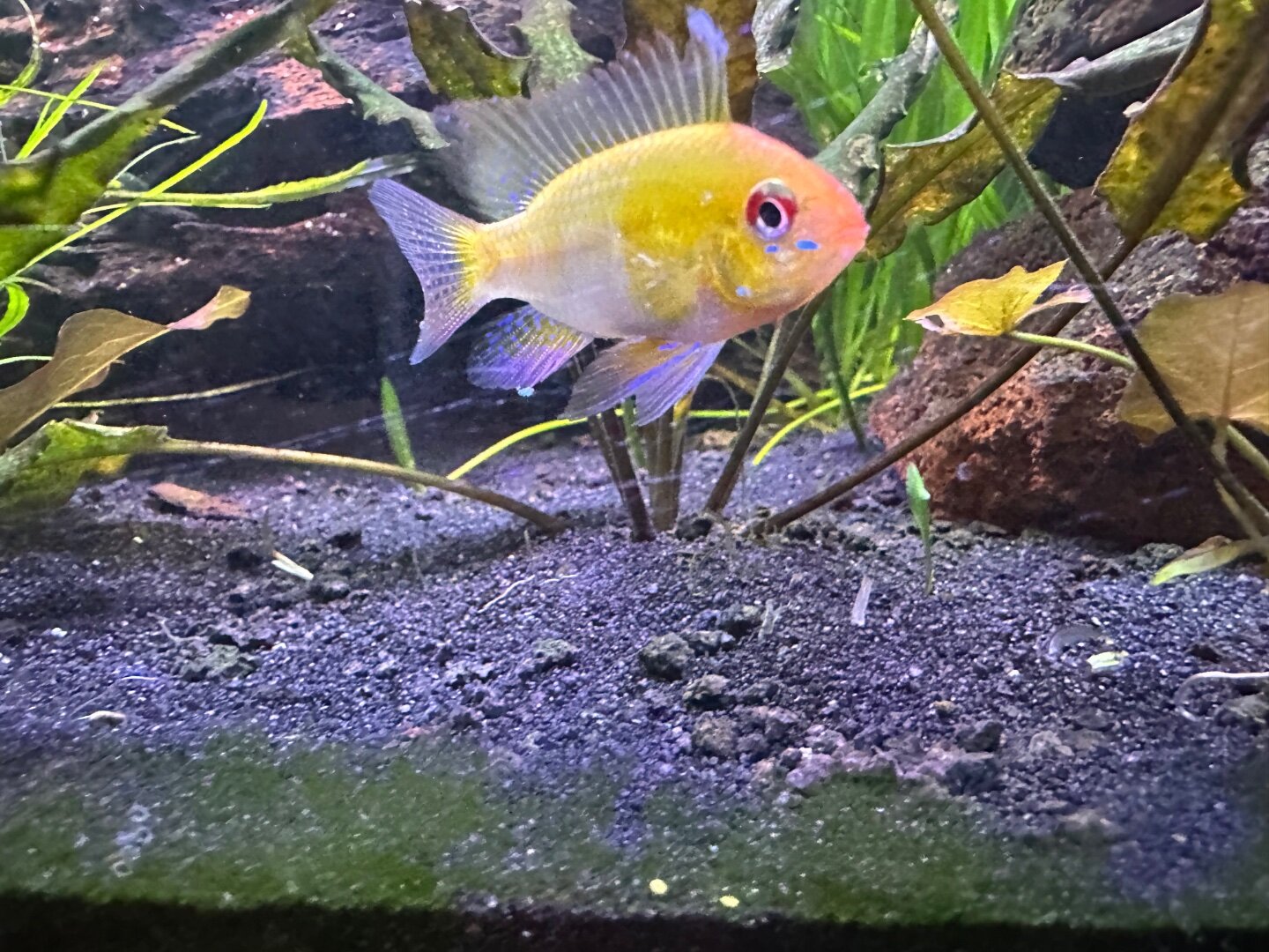 Golden Ram with Fungal Infection? - Diseases - Aquarium Co-Op Forum