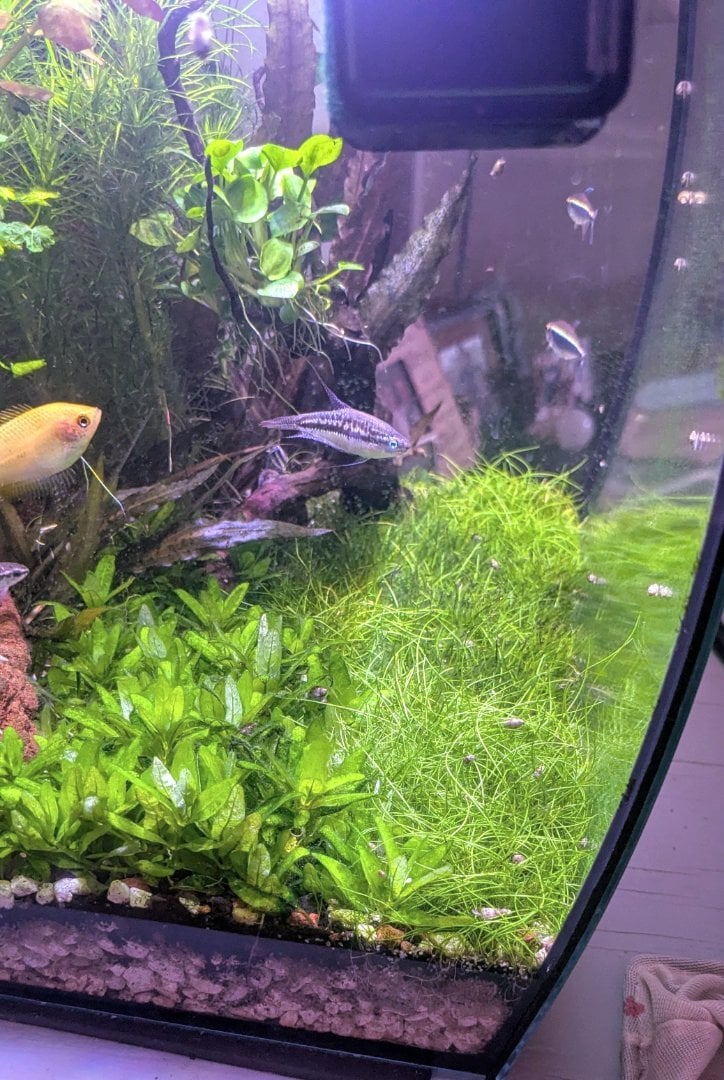 Stocking/plant suggestions for 9 gal planted fluval flex - General Chat ...