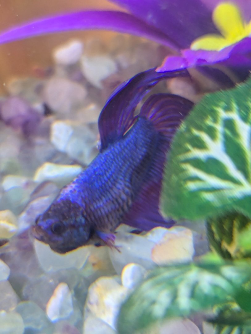 Betta Fish Bulge and Bloating - Diseases - Aquarium Co-Op Forum