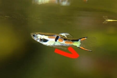 Approx age of "fry" before one can ID whether endlers are M or F ...